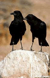 Κόρακας